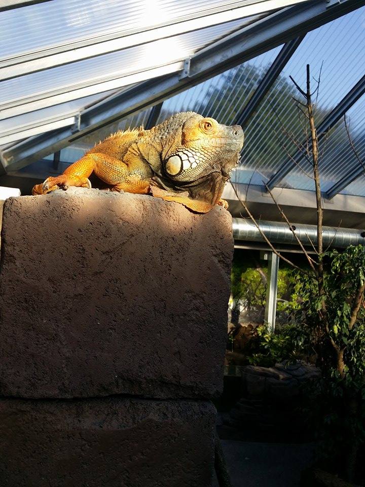 Imonggo POS Official Site - Free Online Web-based Point of Sale System